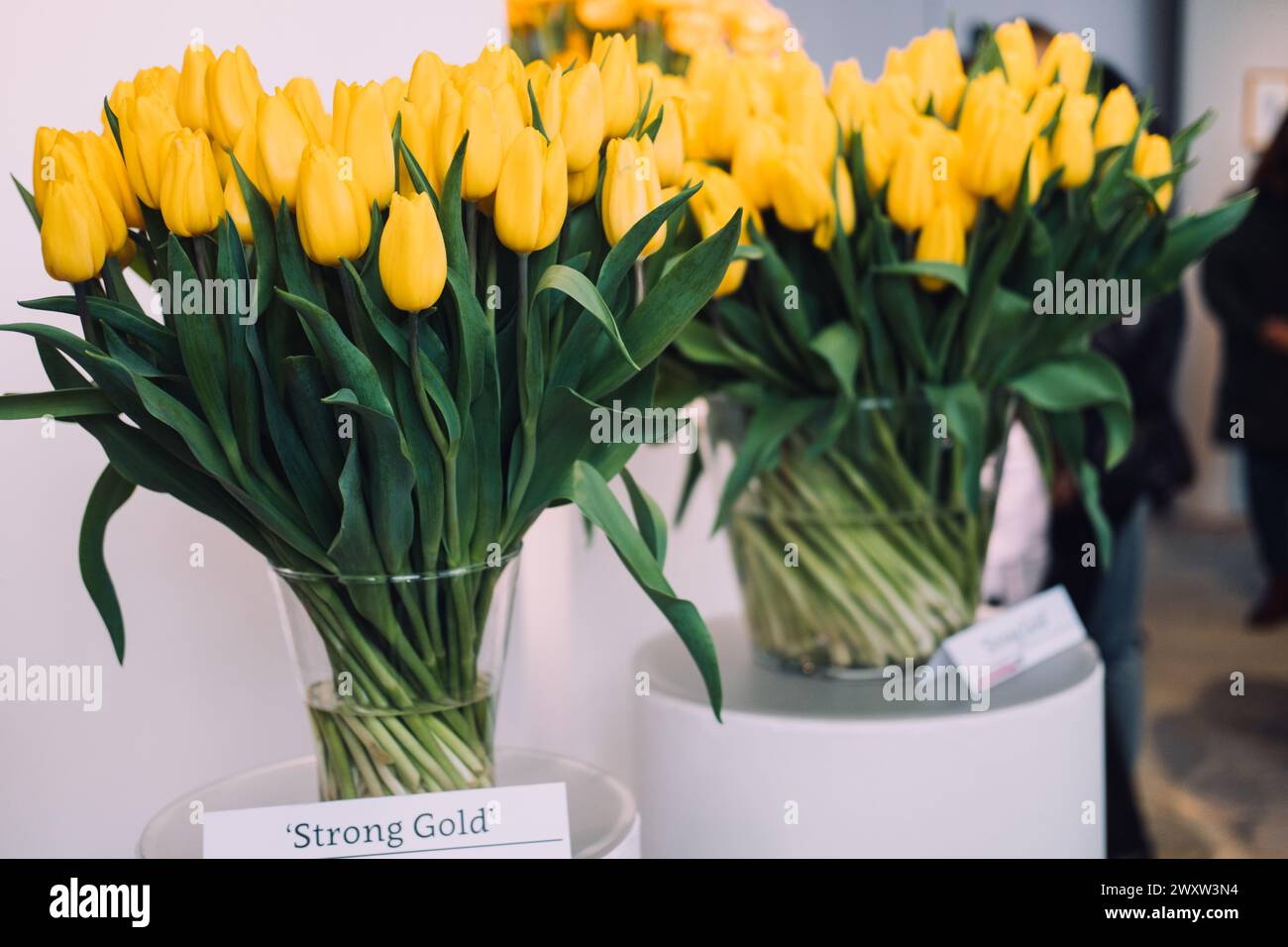 Strong Gold Yellow Tulips Display at Floral Exhibition Stock Photo - Alamy