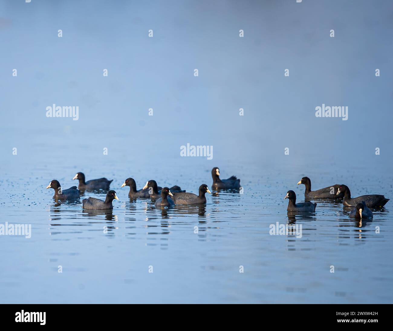 A flock of coots in a lake Stock Photo - Alamy