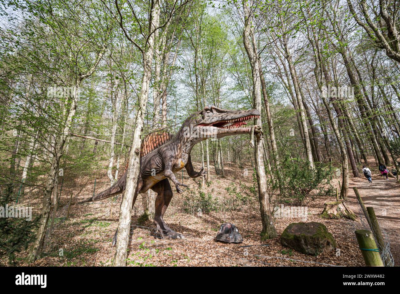 A spinosaurus in wildlife forest It's a dinosaur replica in nature ...