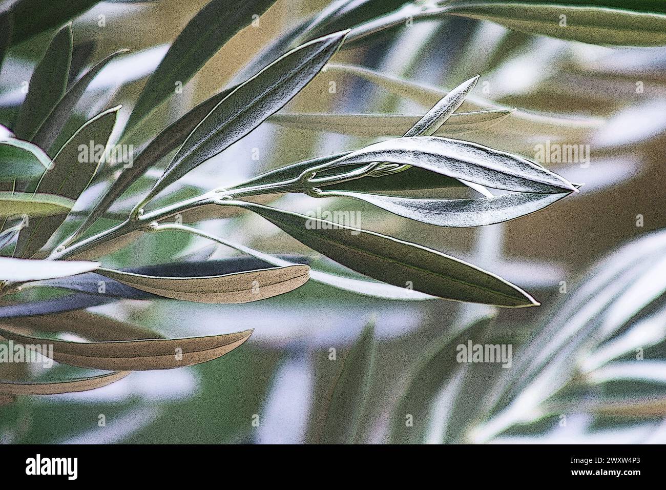 Leaves of an olive tree (Olea europaea) on natural background Stock ...