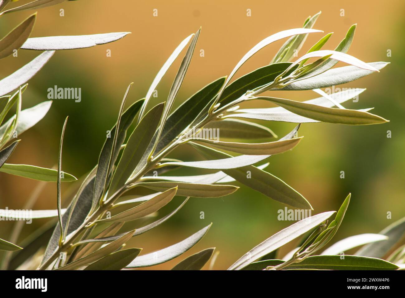Leaves of an olive tree (Olea europaea) on natural background Stock ...