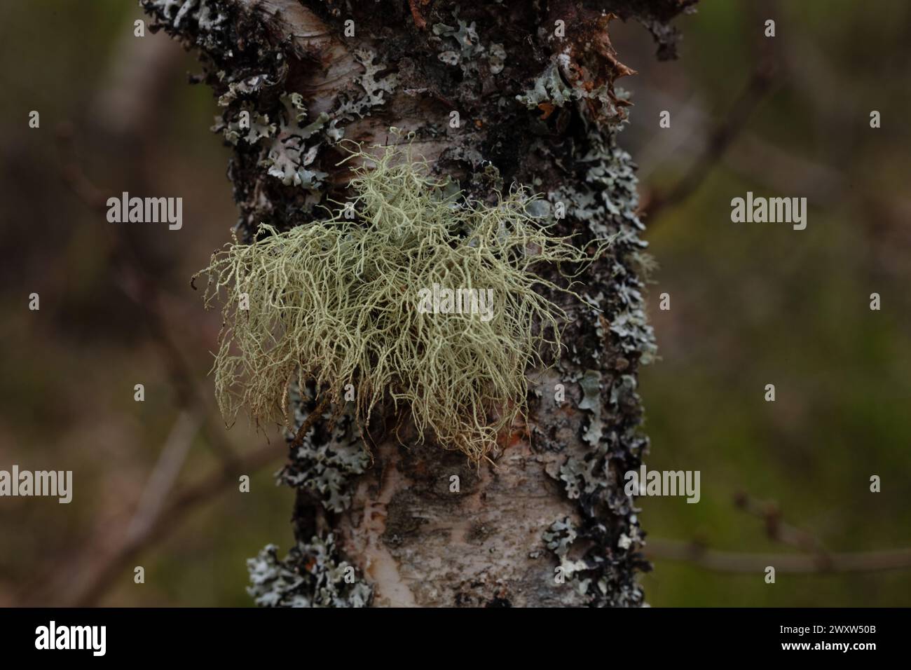 Old Man's Beard lichen on Birch tree at Craigellachie NNR, Cairngorms ...