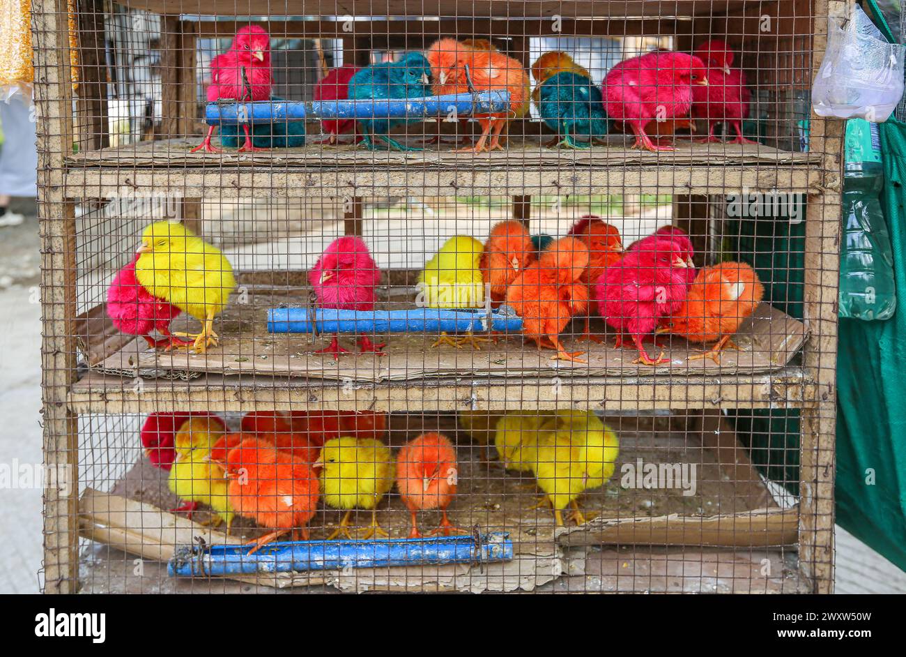 Fiesta sisiw hi-res stock photography and images - Alamy