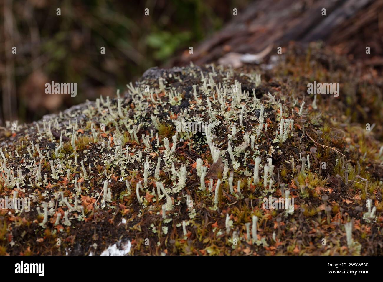 Leconorales hi-res stock photography and images - Alamy