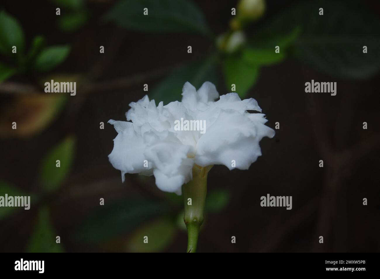 "Unveiling the timeless allure of the delicate white Ananta flower ...