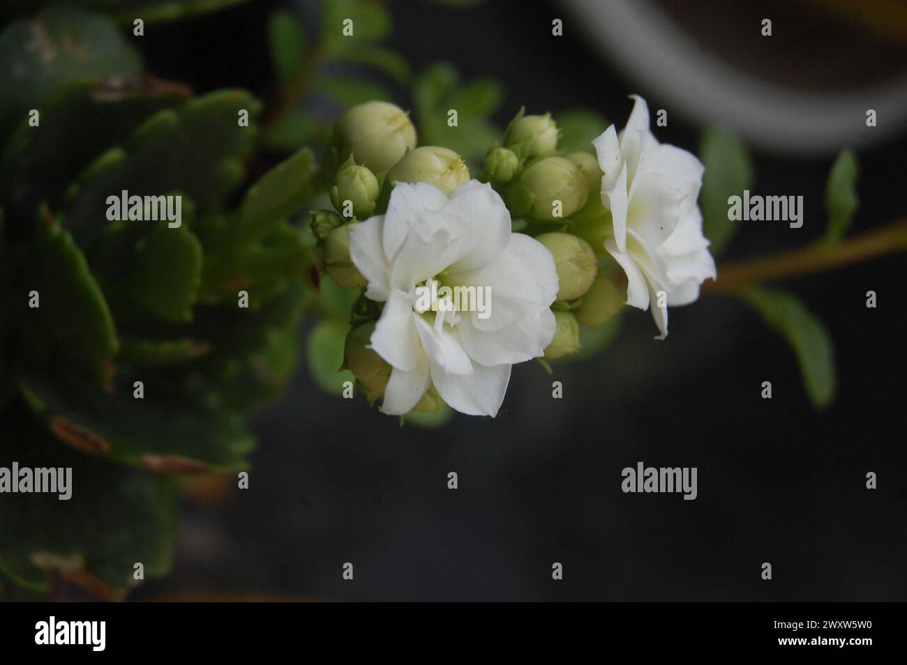 Kalancha flower hi-res stock photography and images - Alamy