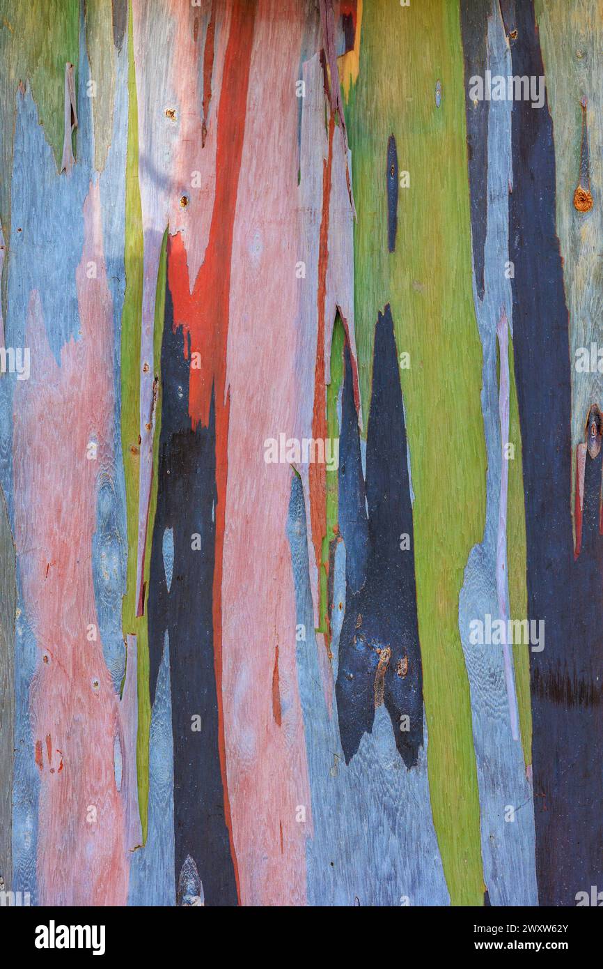 Colorful and vibrant trunk of Eucalypteus deglupta. green, red, and ...