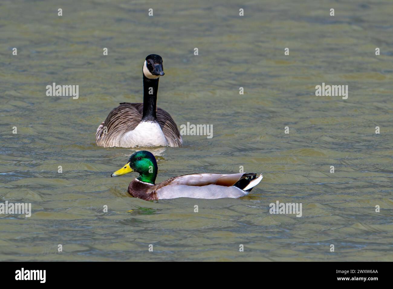 Mallard / wild duck (Anas platyrhynchos) male / drake in breeding ...