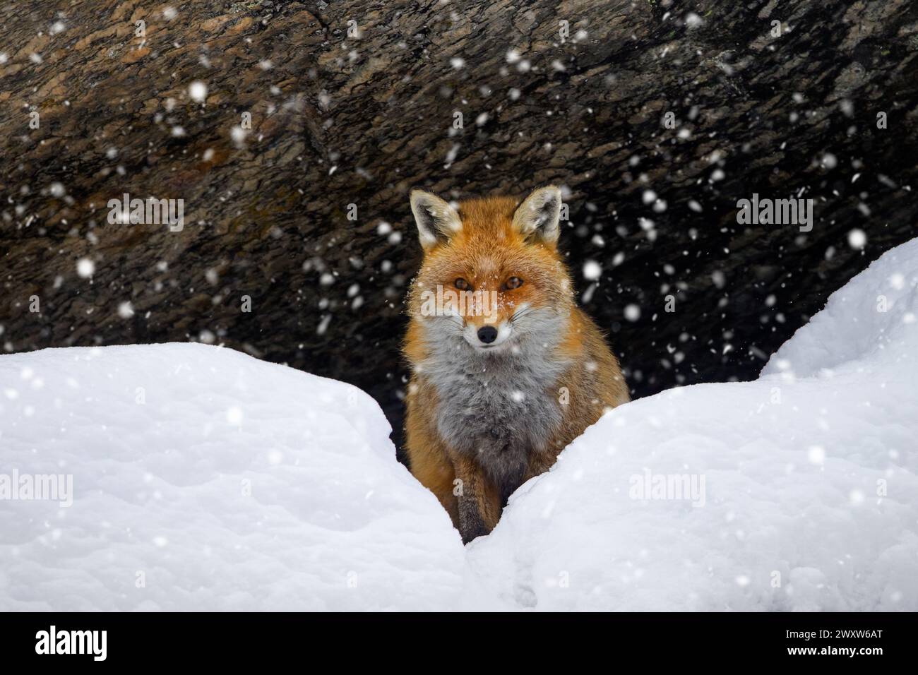 Fox rock hi-res stock photography and images - Alamy