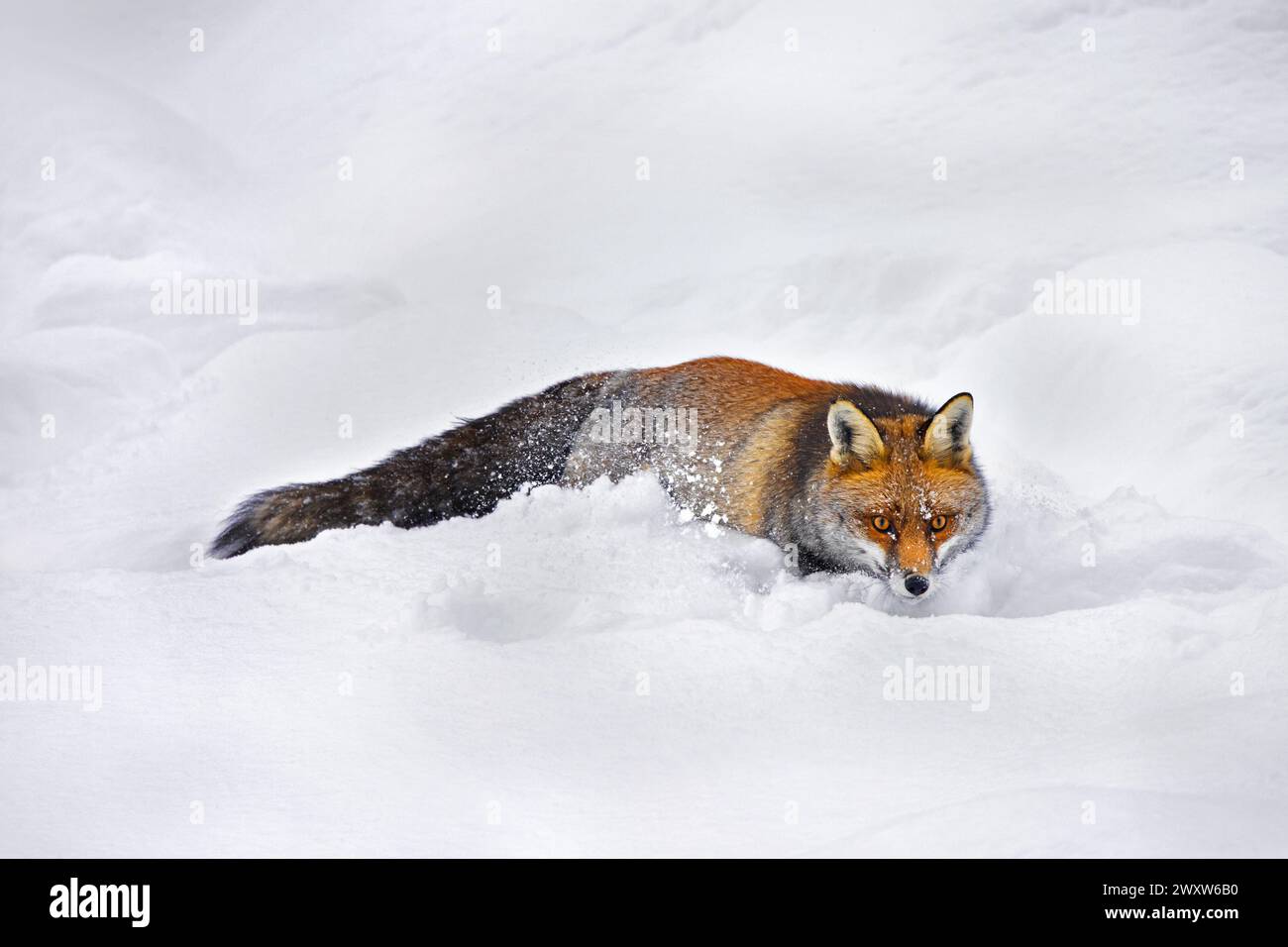 Red fox (Vulpes vulpes) hunting in deep snow in winter Stock Photo - Alamy