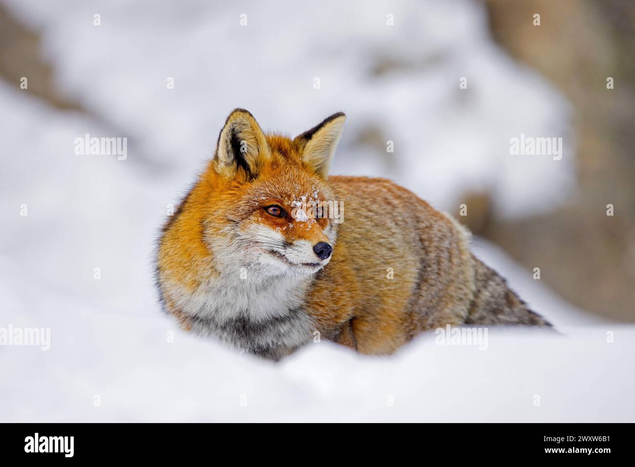 Red fox (Vulpes vulpes) hunting in deep snow in winter Stock Photo - Alamy