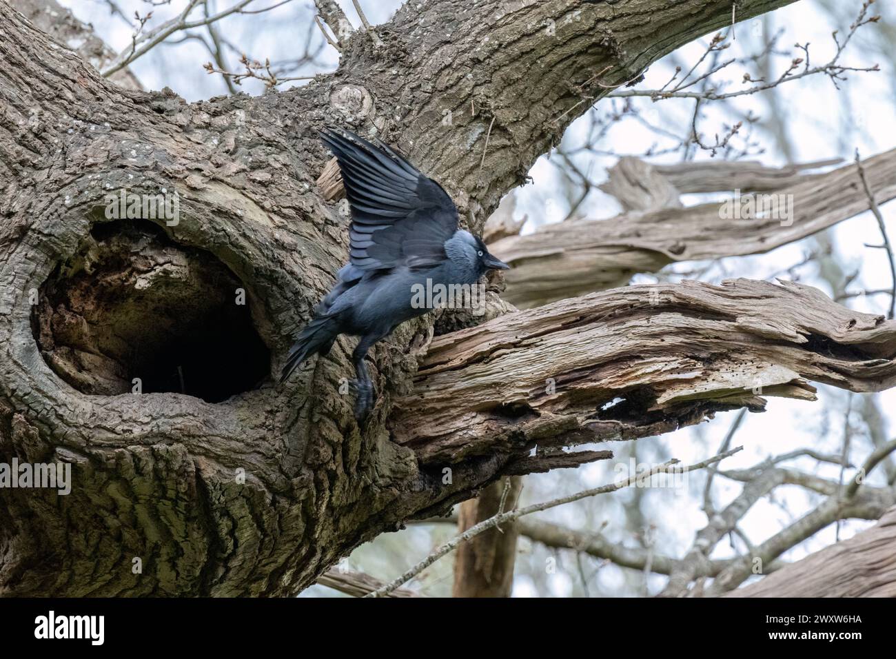 Jackdaw, Corvus monedula, flying from its nest in an oak tree Stock ...