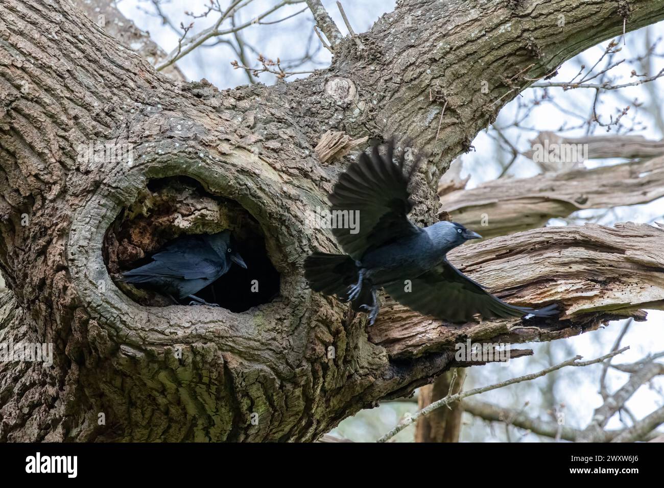 Jackdaw, Corvus monedula, flying from its nest in an oak tree Stock ...