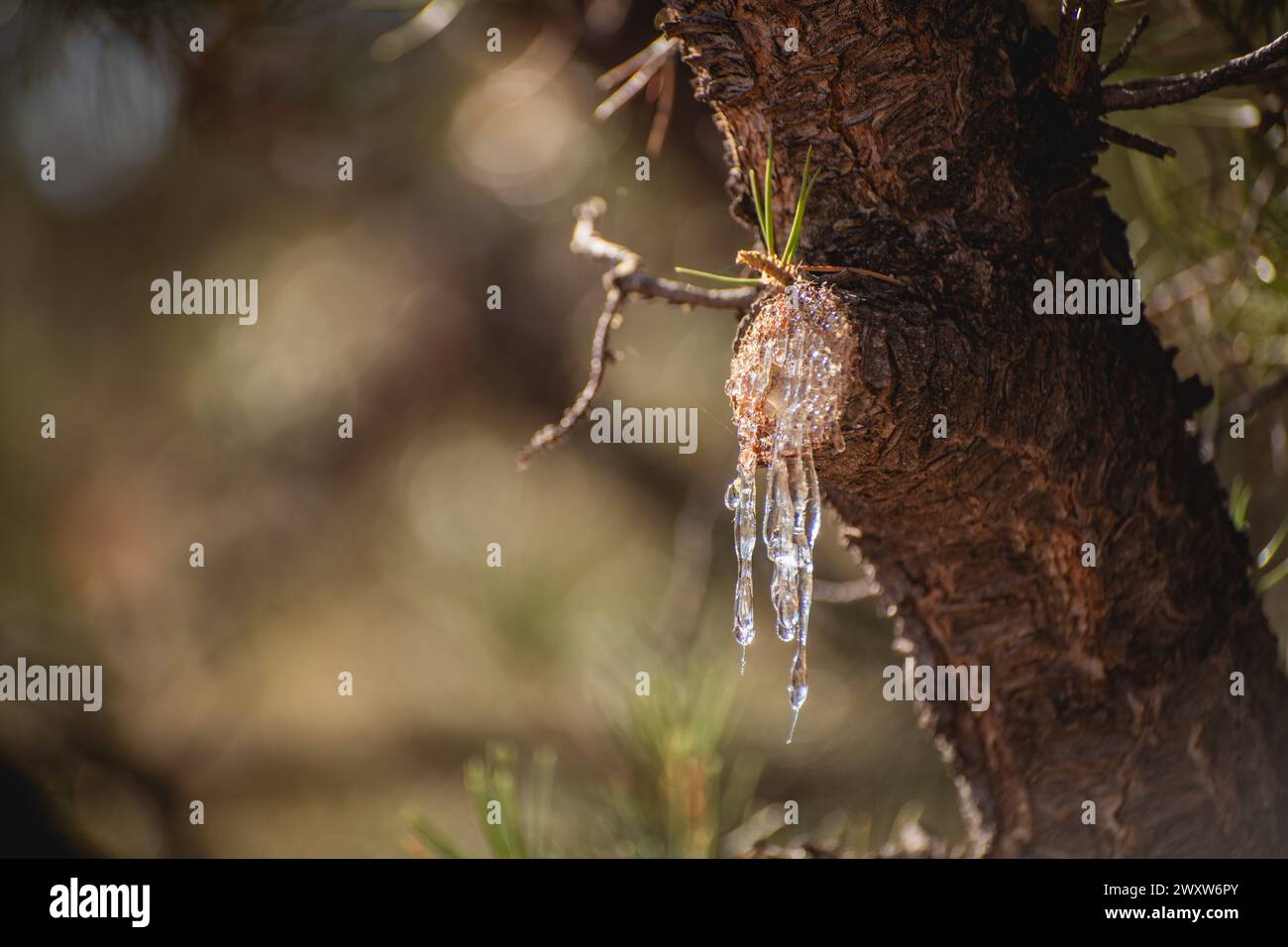 Pine bark damage hi-res stock photography and images - Alamy
