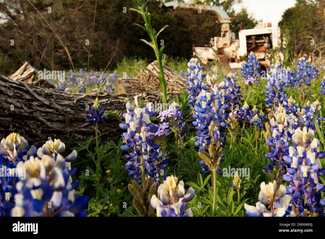 A vibrant field of bluebonnets blooms in the foreground with a fallen ...