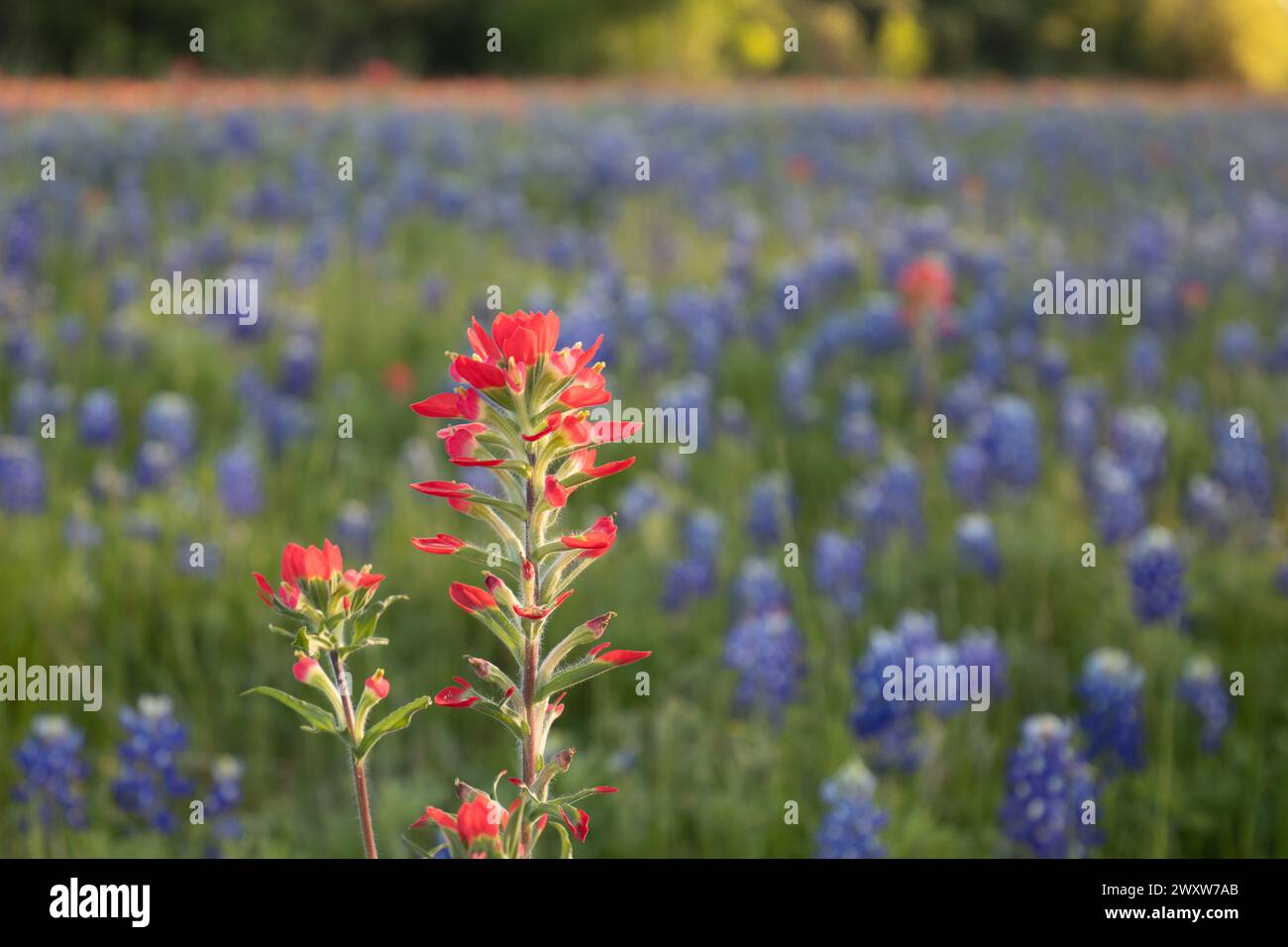 Field lupinus texensis texas hi-res stock photography and images - Alamy