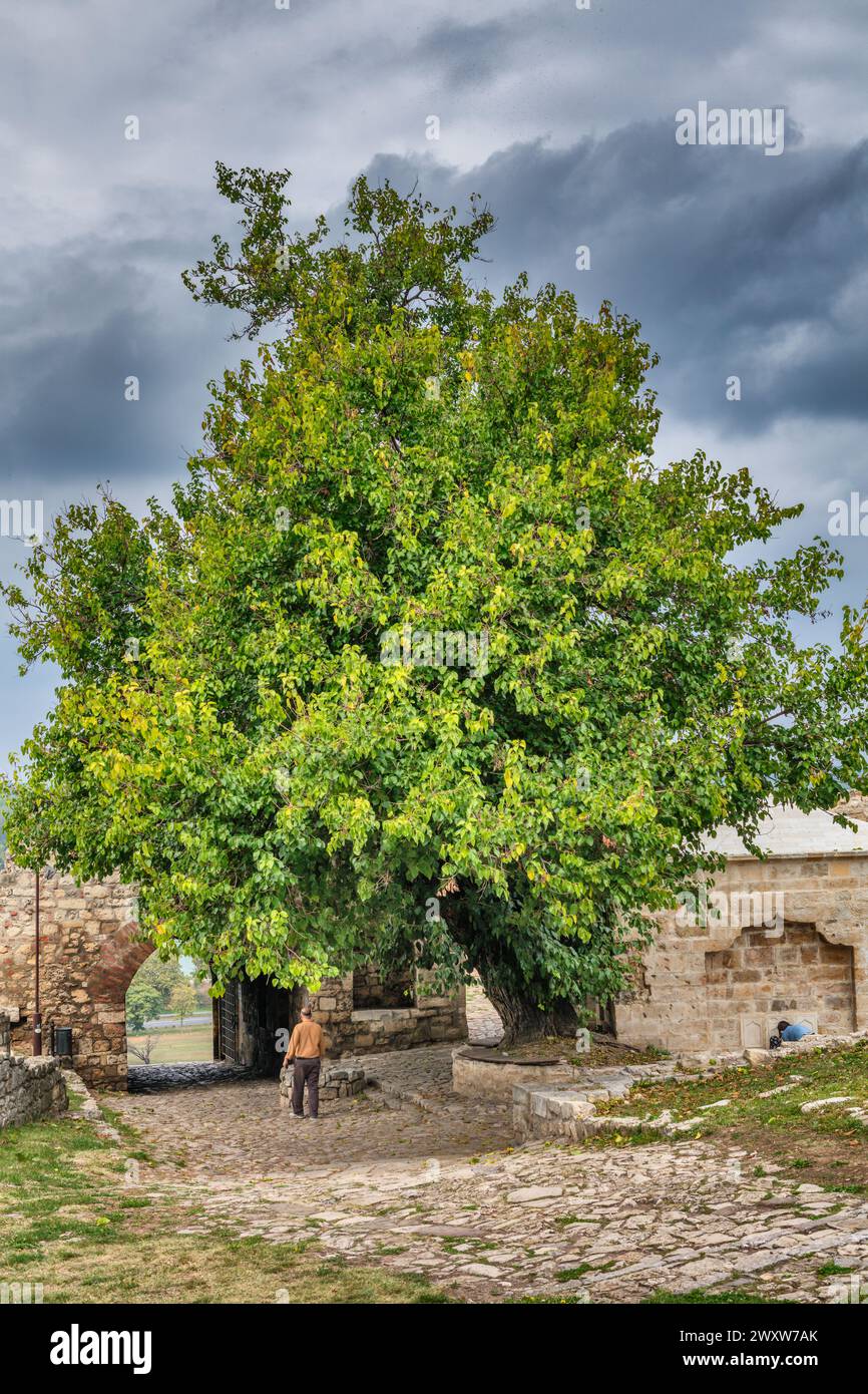 Common lime, Tilia europaea tree in Kalemegdan parl, Belgrade, Serbia ...