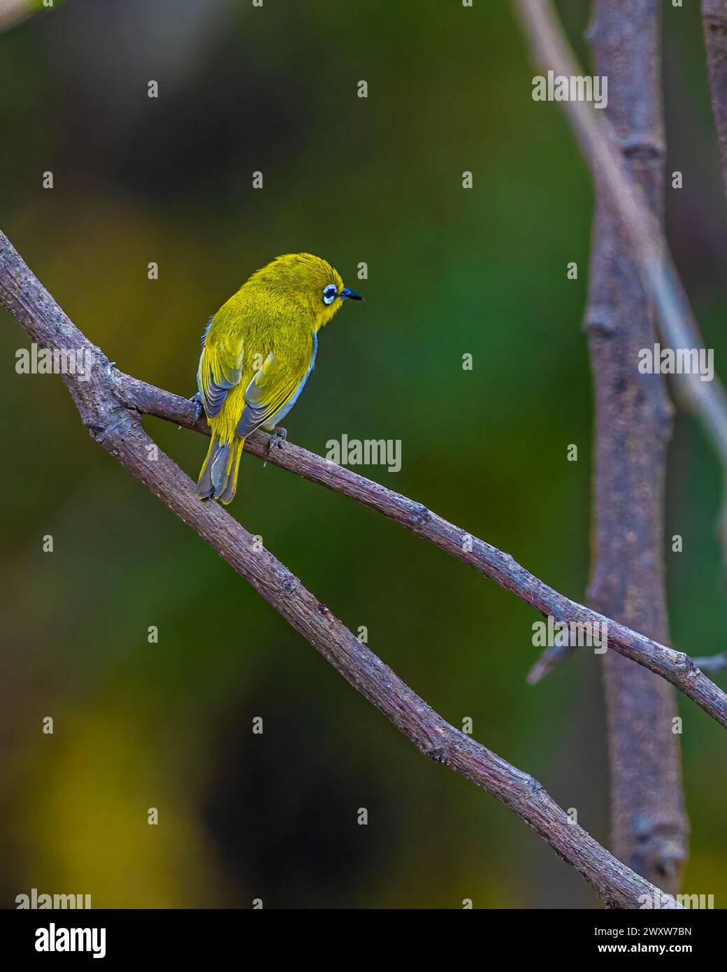 A White Eye Oriental Bird looking back from tree Stock Photo - Alamy