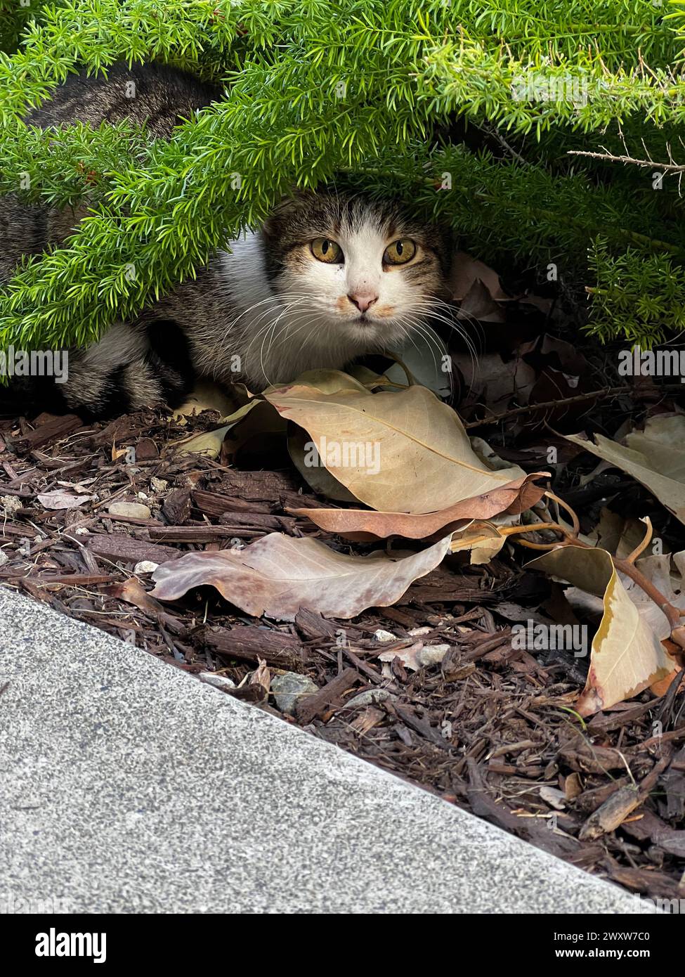 A cat relaxes under a tree in the yard Stock Photo - Alamy