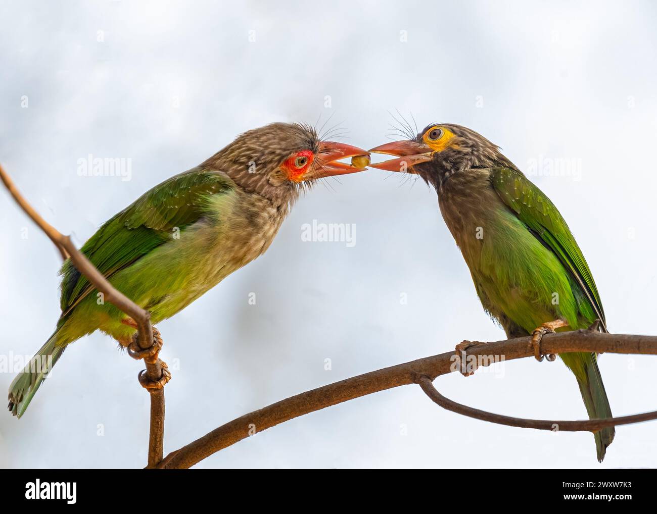 Transferring plant hi-res stock photography and images - Alamy