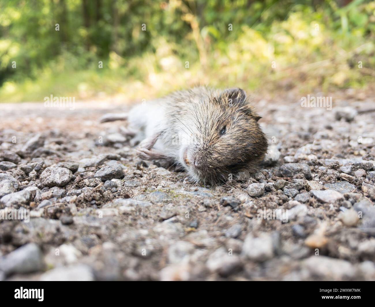 Dead Common vole (Microtus arvalis) animal on road in sunny forest ...