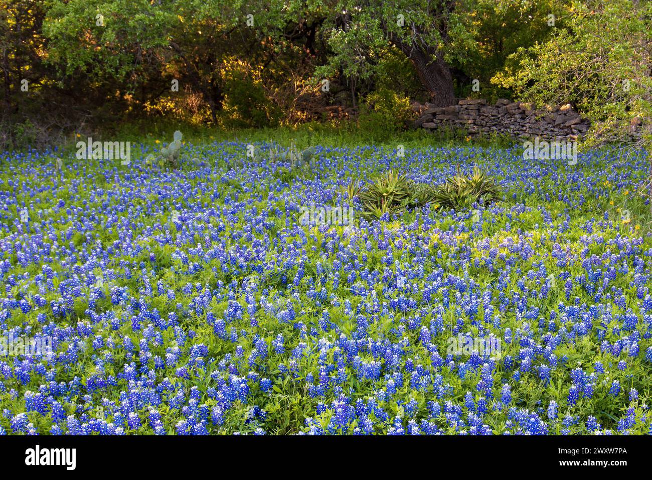 A field of bluebonnet flowers blankets the ground in front of an old ...