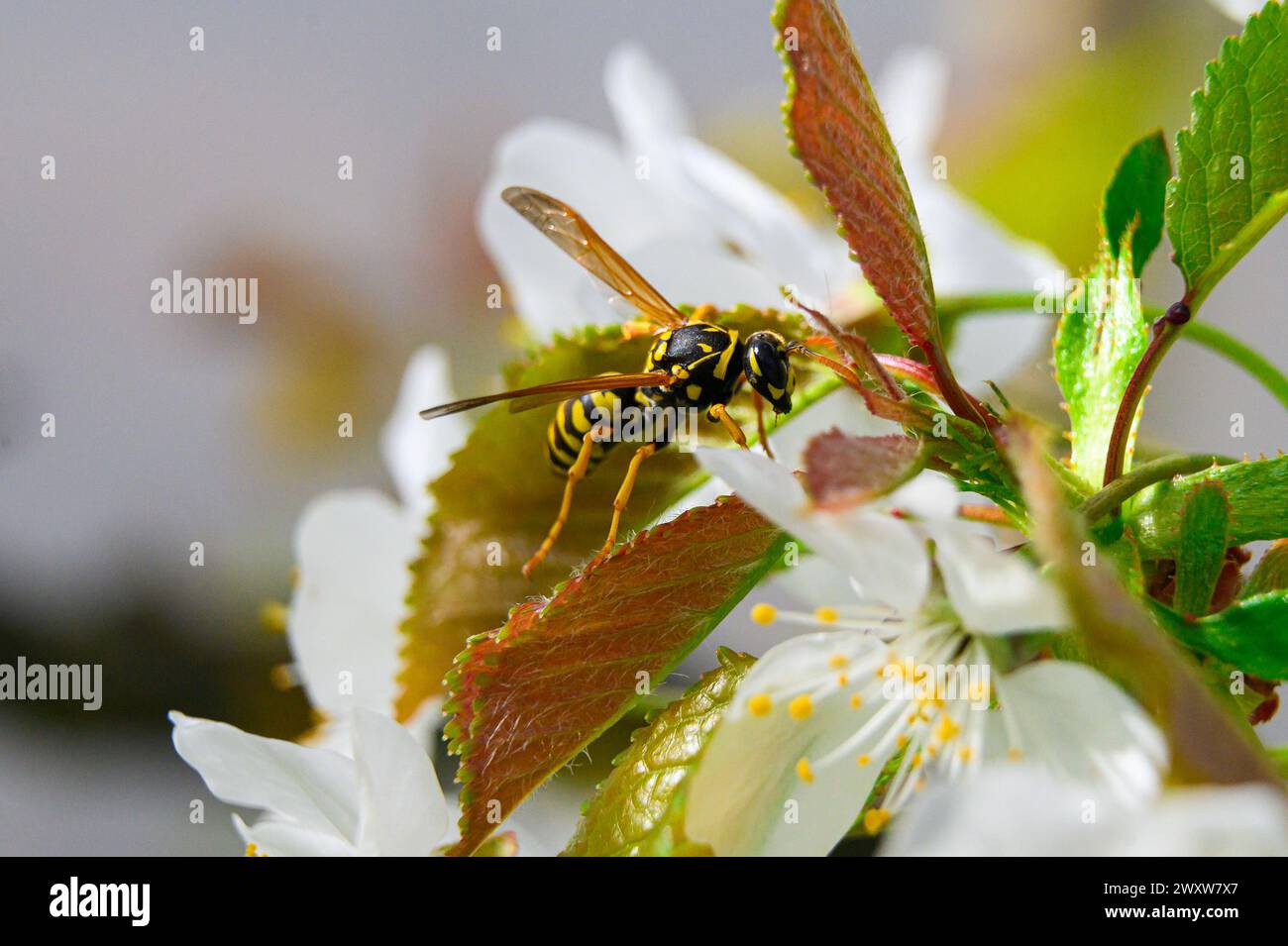 Cherry pollinator hi-res stock photography and images - Alamy