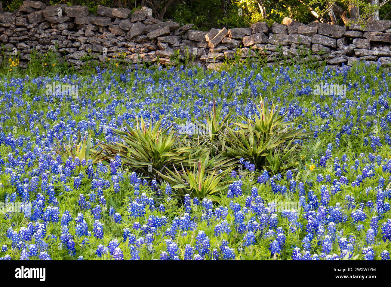 A field of bluebonnet flowers blankets the ground in front of an old ...