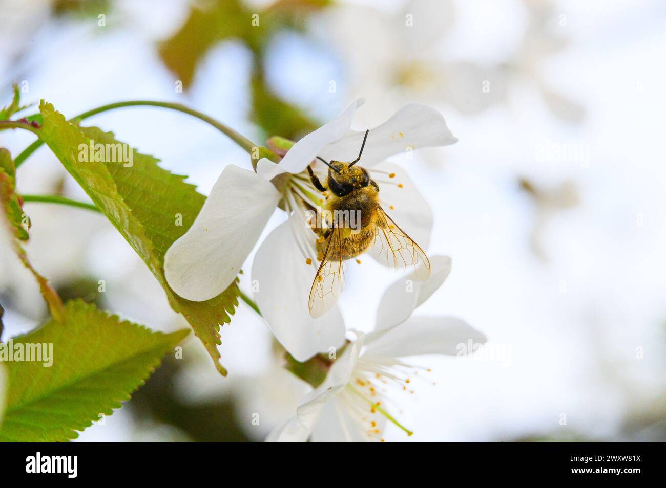 Bee collecting pollen from a cherry blossom Stock Photo - Alamy