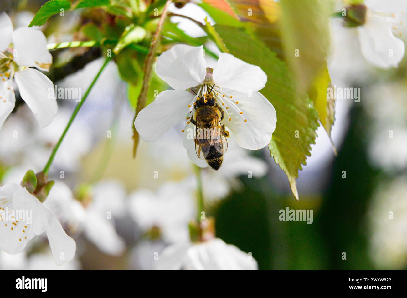 Bee collecting honey from natural hi-res stock photography and images - Alamy