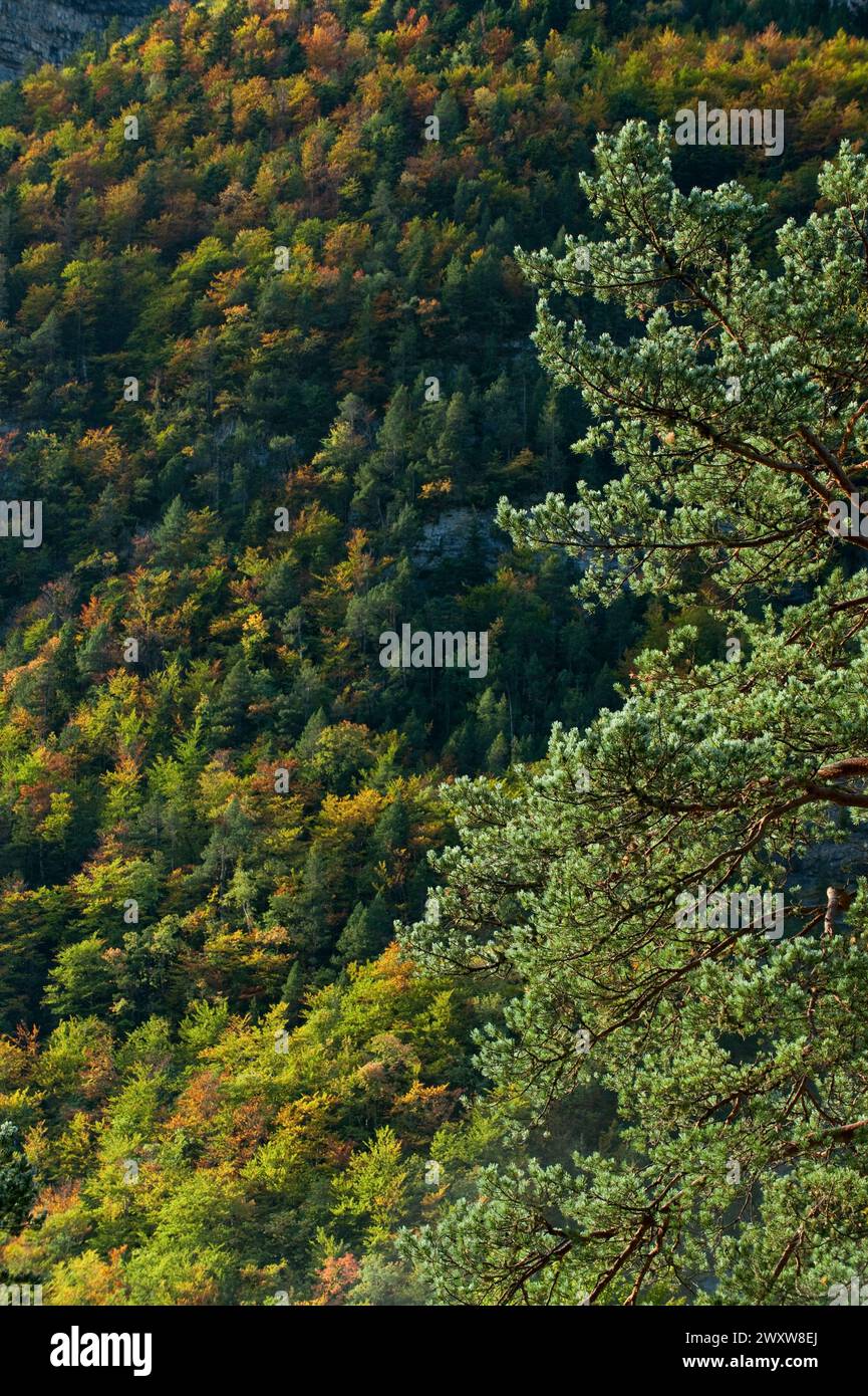 Autumn forest, Ordesa National Park, Pyrenees, Huesca, Aragon, Spain ...