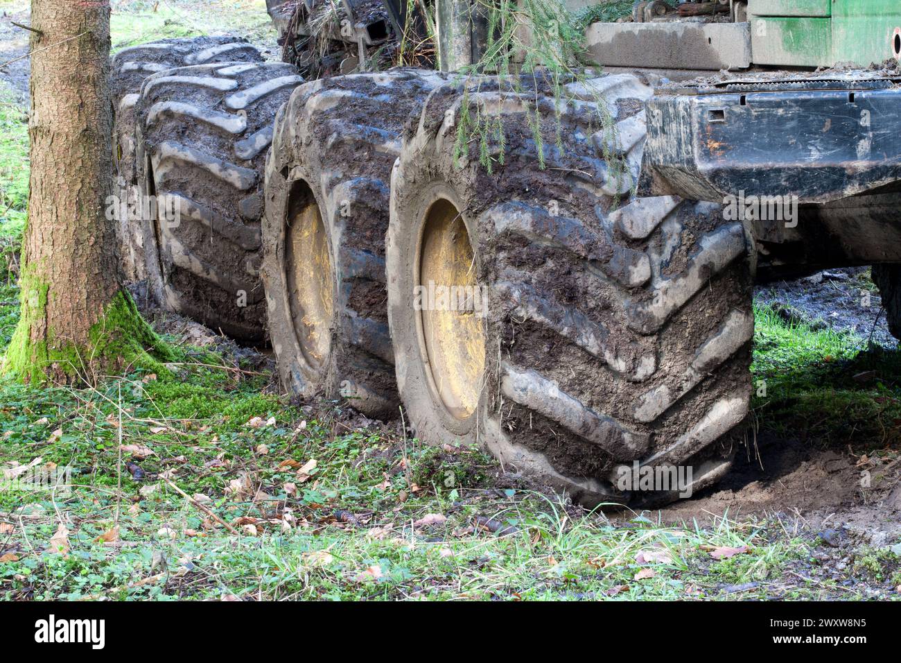 Four massive Timberjack tires, deeply embedded in the forest floor ...