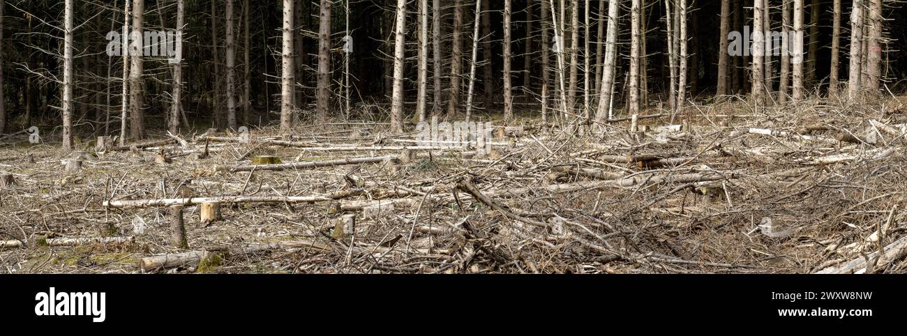 A sad picture, dry spruce forest with tree trunks lying around. Climate ...
