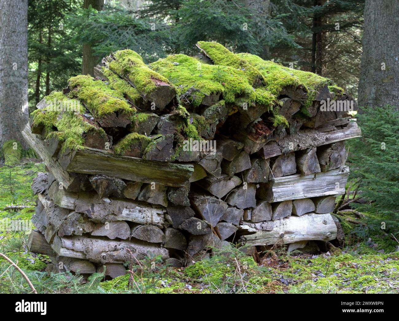 An abandoned stack of firewood, overgrown with moss. Contrast between ...