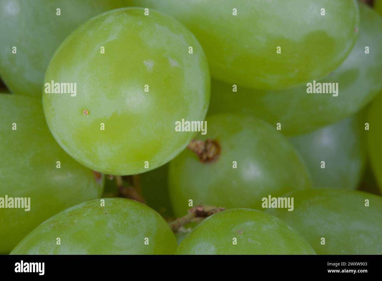 A single grape dances in the spotlight of attention while its blurry ...