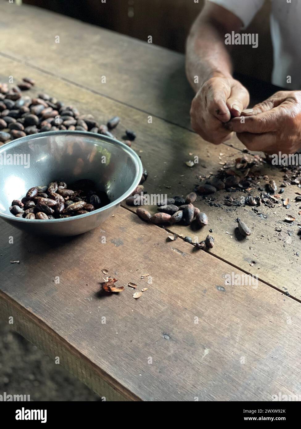 closeup hands of an elderly person peeling cocoa beans on wooden table ...