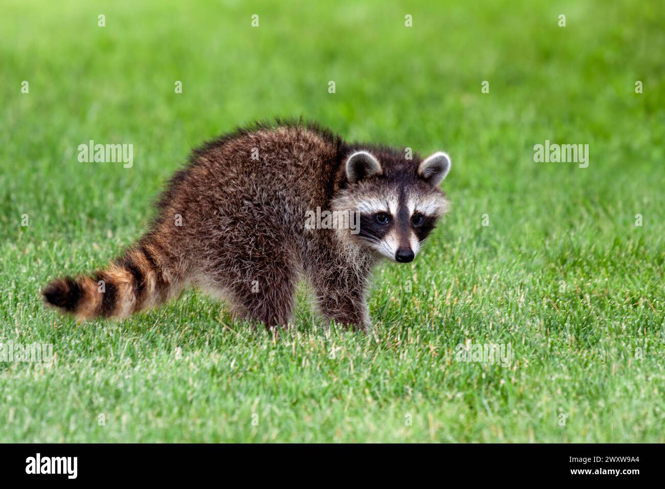 Adolescent raccoon hi-res stock photography and images - Alamy