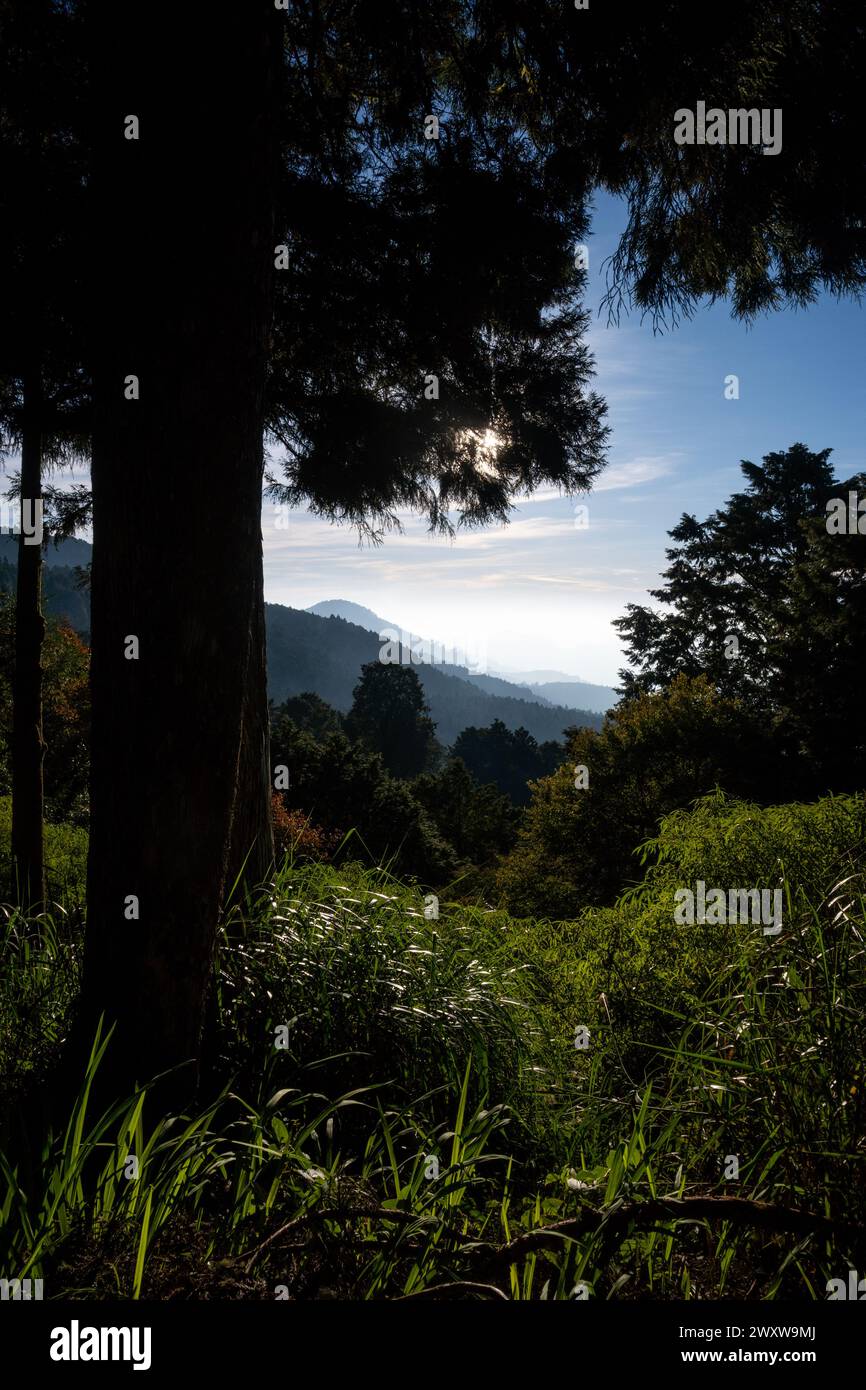 Beautiful fairytale-like forest. Alishan National Forest Recreation ...