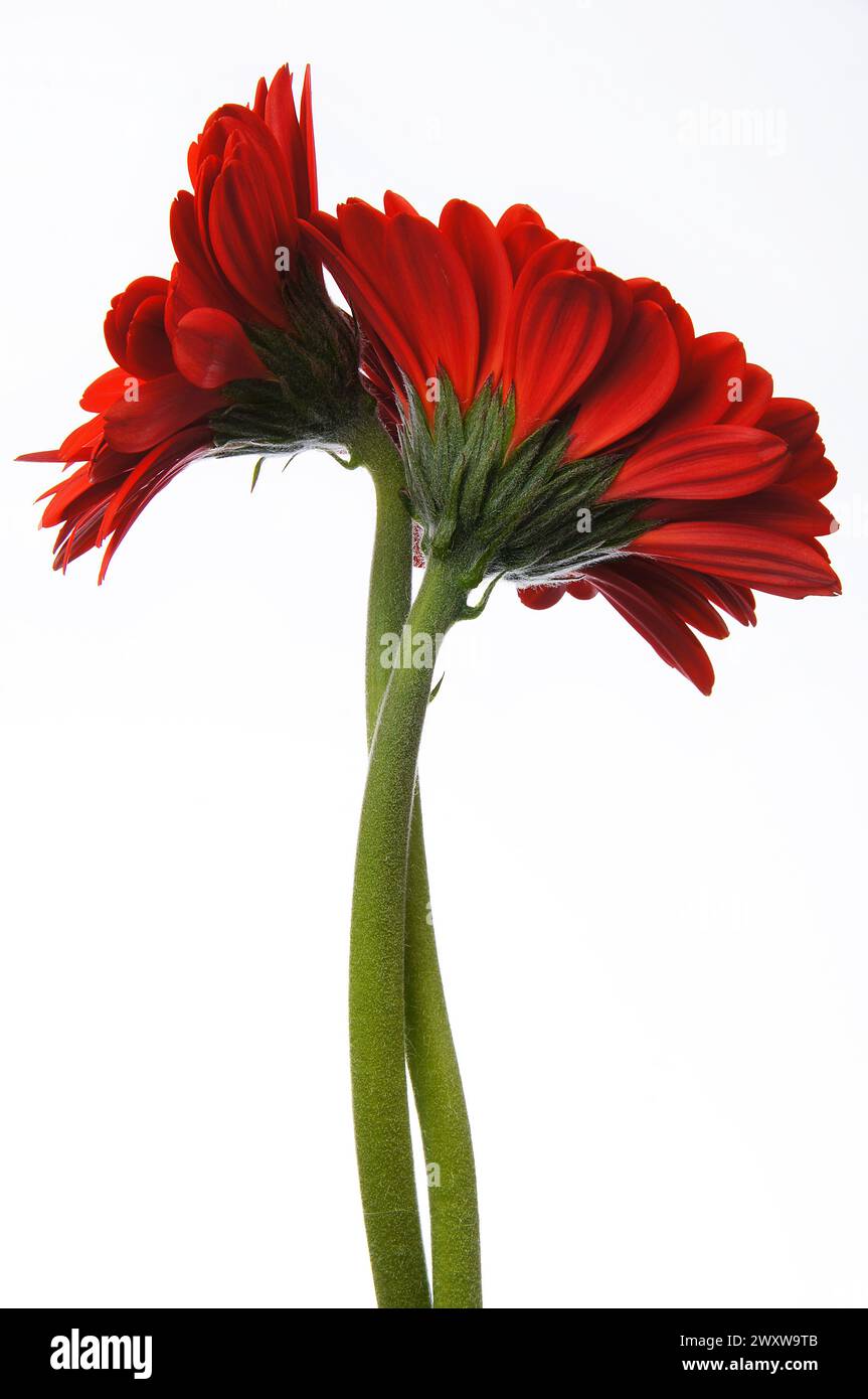 Two gerbera flowers hi-res stock photography and images - Alamy