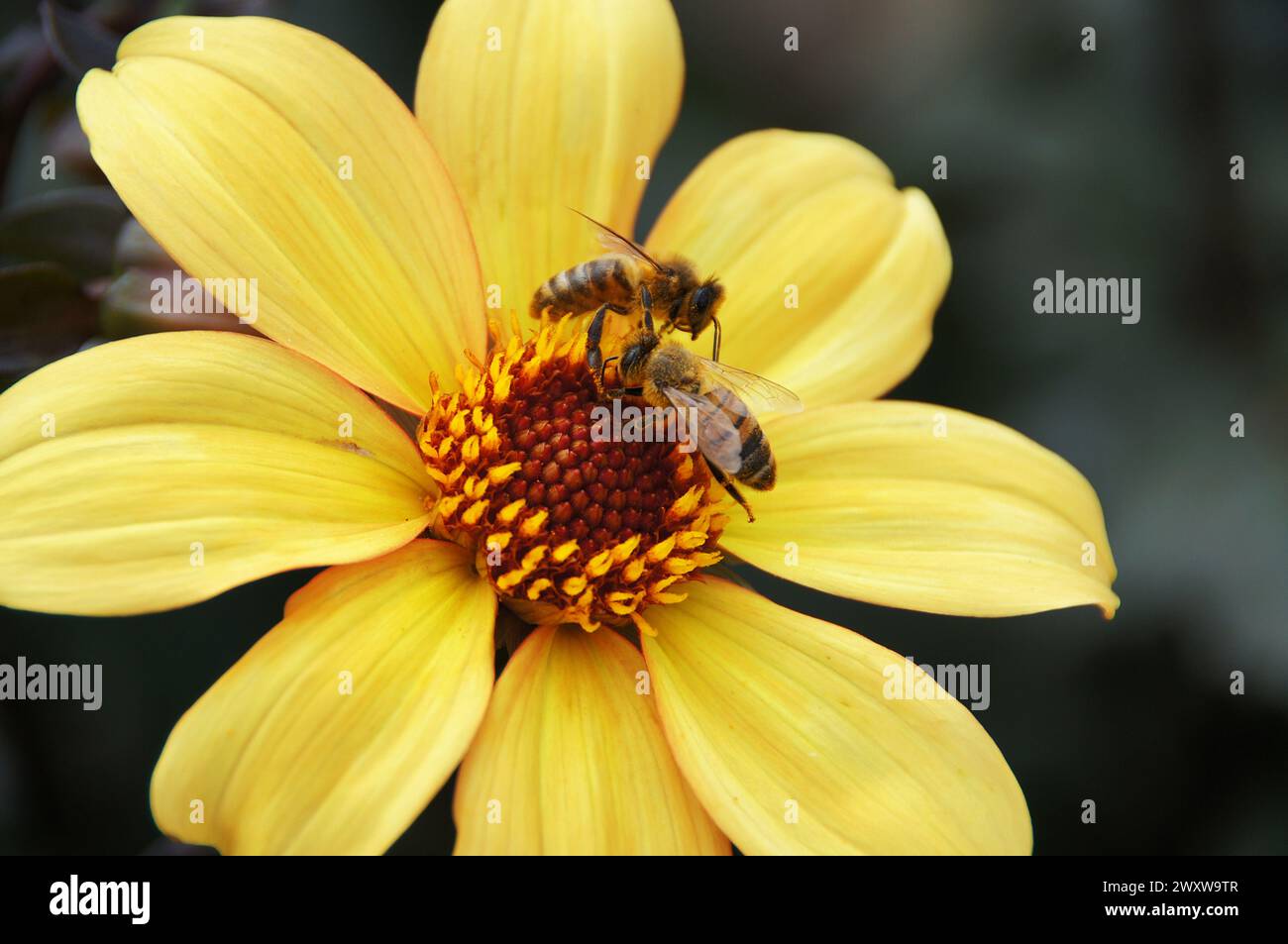 Two honey bees sitting on the flower, collecting the nectar Stock Photo ...