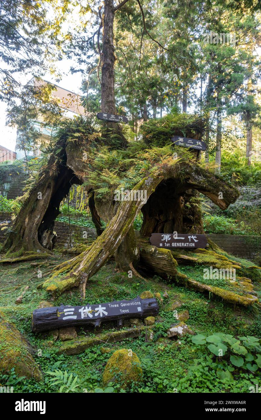 Three generation tree. Alishan National Forest Recreation Area, Taiwan ...