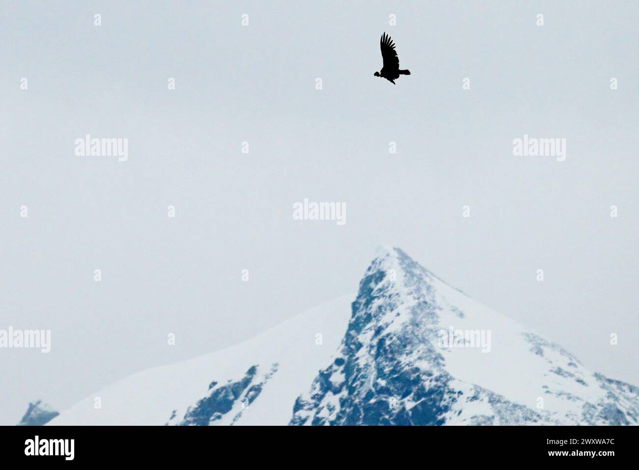 A Condor soaring high in the skies above Pia Bay.The Andean condor is a ...