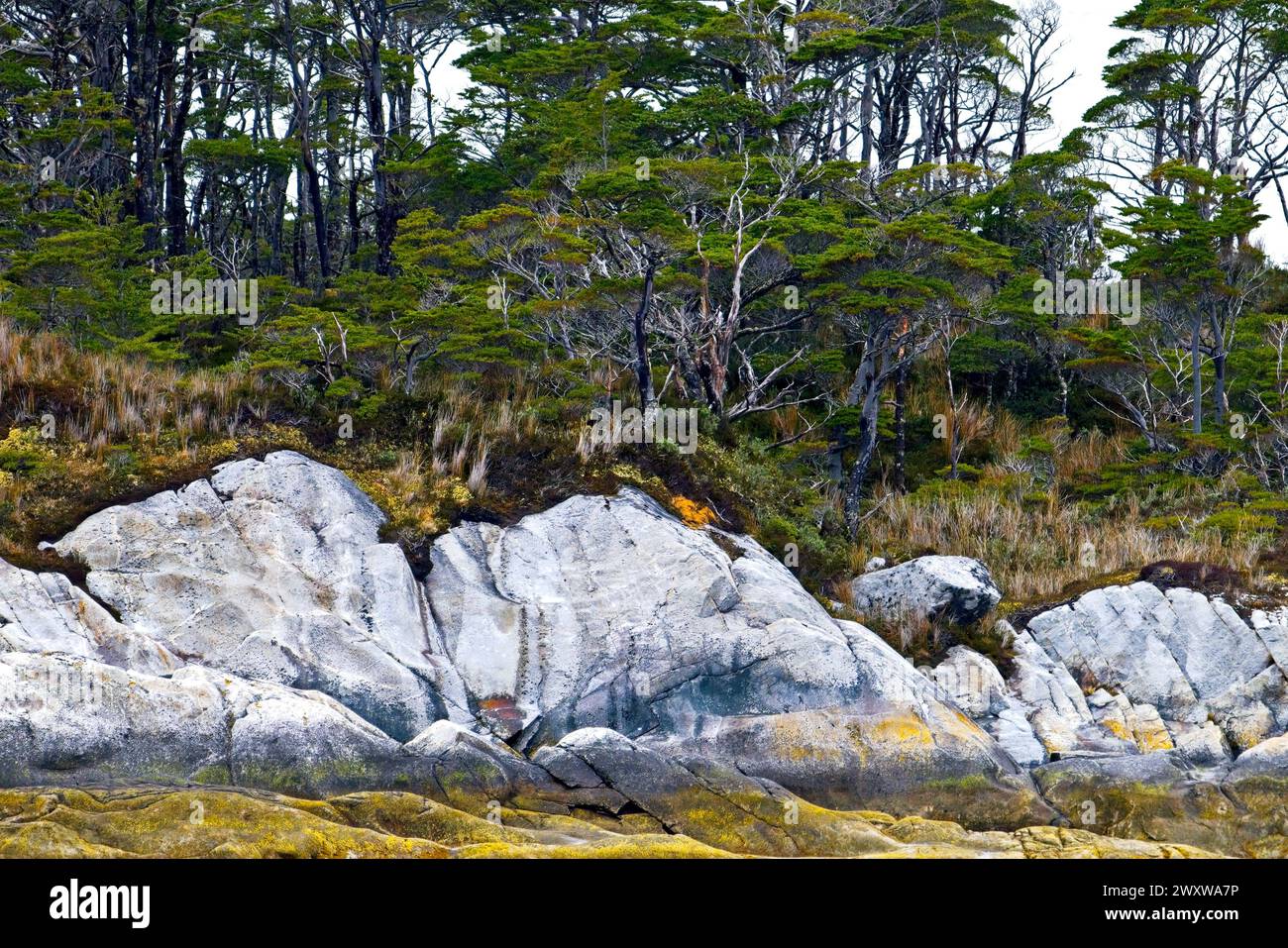 Sub Polar Forest by the Pia Glacier (East) the glacierFlows from the ...