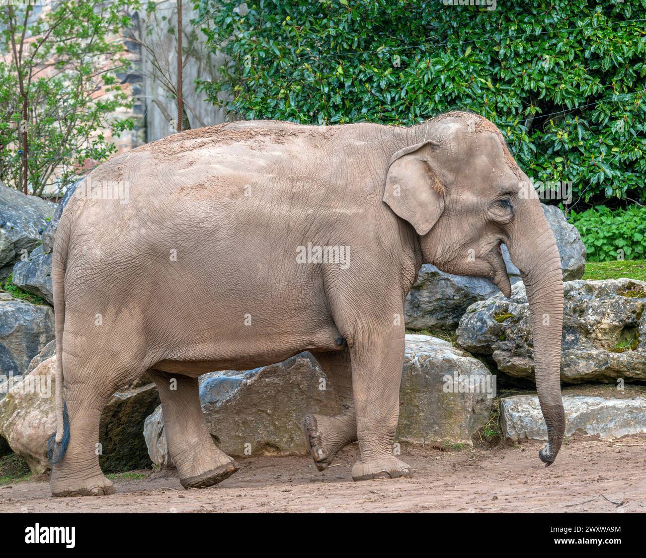 Asian Elephant (Elephas maximus) in Chester Zoo, Chester, Cheshire ...