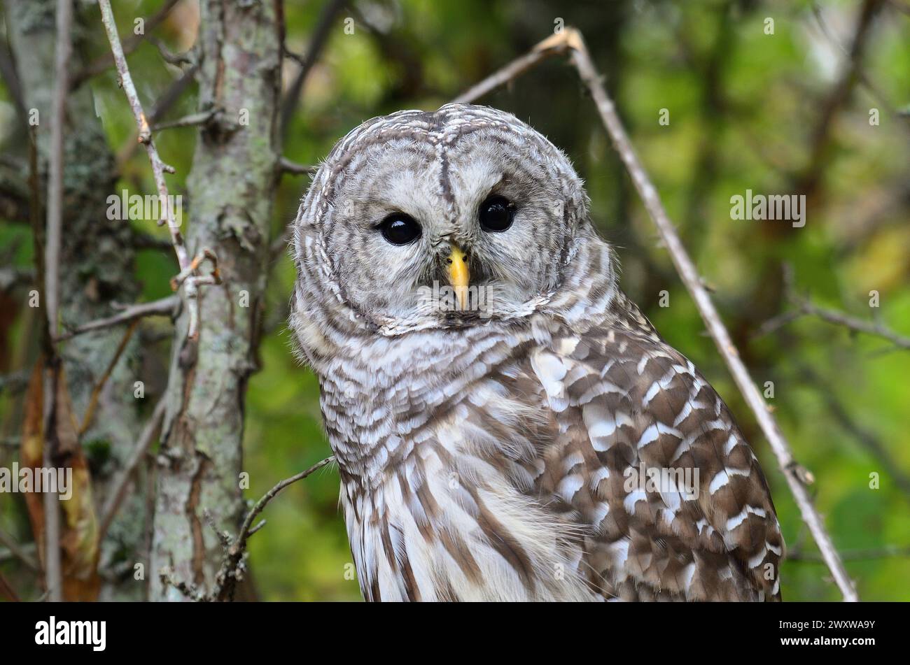 Barred brown plumage hi-res stock photography and images - Alamy