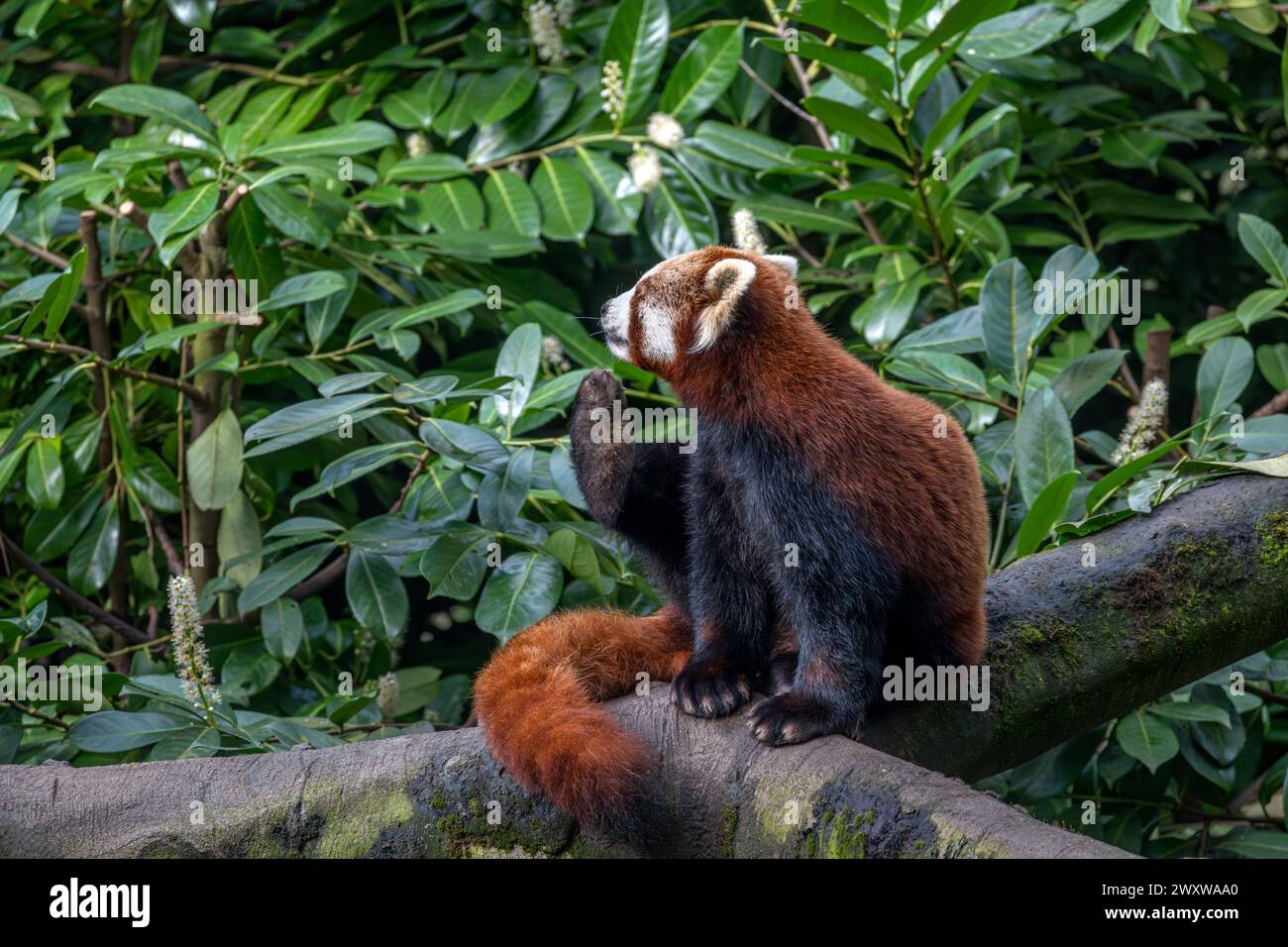 Red panda (Ailurus fulgens) in Chester Zoo, Chester, Cheshire, England ...