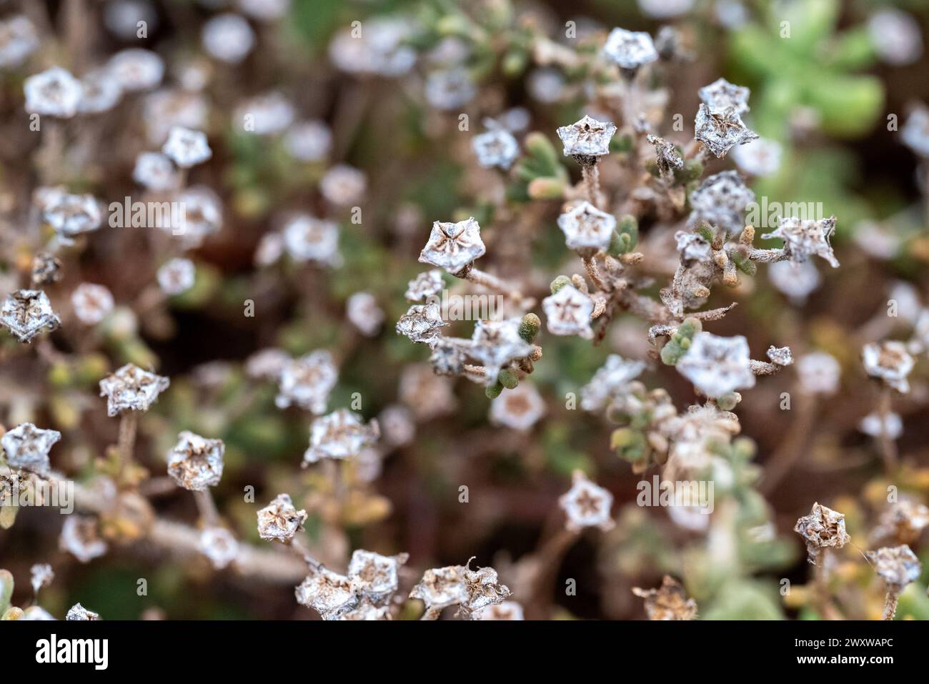 Small floral blooms hi-res stock photography and images - Alamy