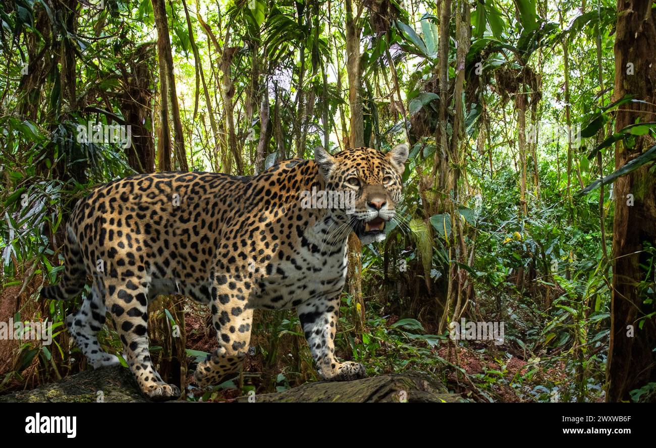 Close-up of a Jaguar (Panthera onca), adult male. Lives in Mexico ...