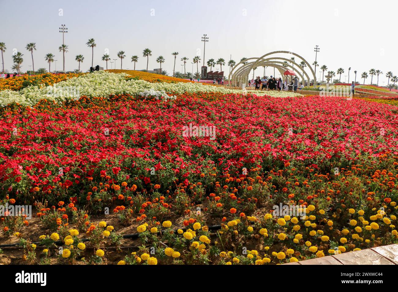 Yanbu, Madinah region, Saudi Arabia. 23 Mars 2019 - Flower festival ...