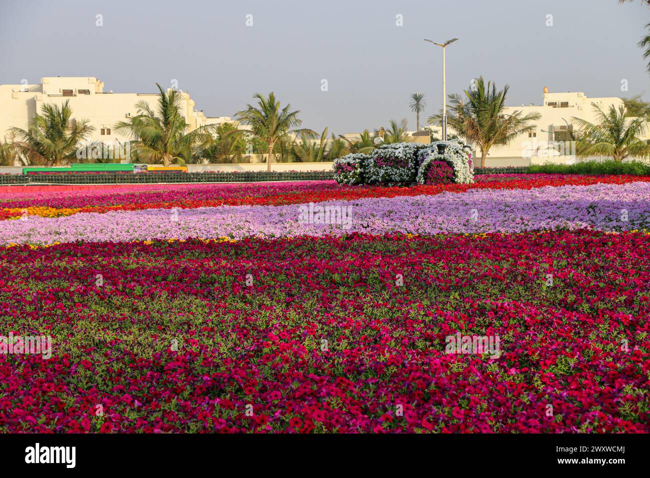 Yanbu, Madinah region, Saudi Arabia. 23 Mars 2019 - Flower festival ...